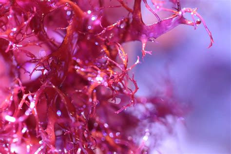 Dragons Breath Macro Algae Gracilaria Hayi Frag Box Corals