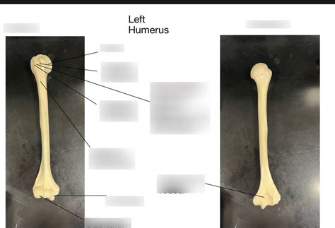 Diagram Of Lab 6 Left Humerus Quizlet