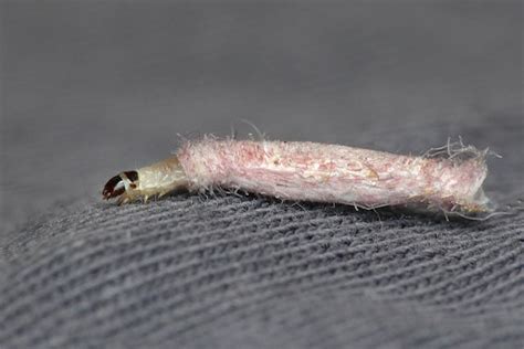 Does Washing Kill Moth Eggs And Larvae Diamond Pest Control