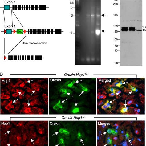 orexin positive neurons express hap1 in the hypothalamus orexin