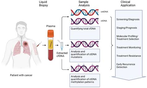 Ctdna Cfdna Difference Circulating Tumor Dna Jiivci