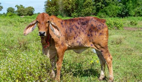 Lumpy Skin Disease How It Spreads Symptoms Treatment And Vaccine