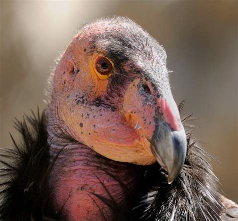 Condor Californien