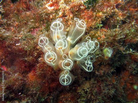 A Tunicate Is A Marine Invertebrate Animal A Member Of The Subphylum