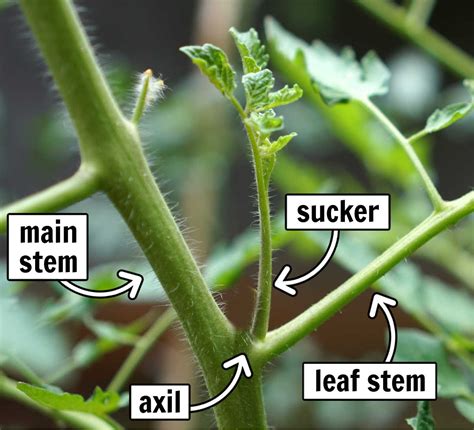 What Are Tomato Suckers Should You Remove Them