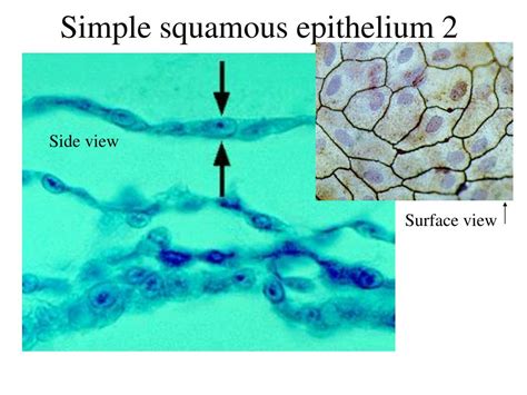 Ppt Simple Squamous Epithelium Powerpoint Presentation Free Download