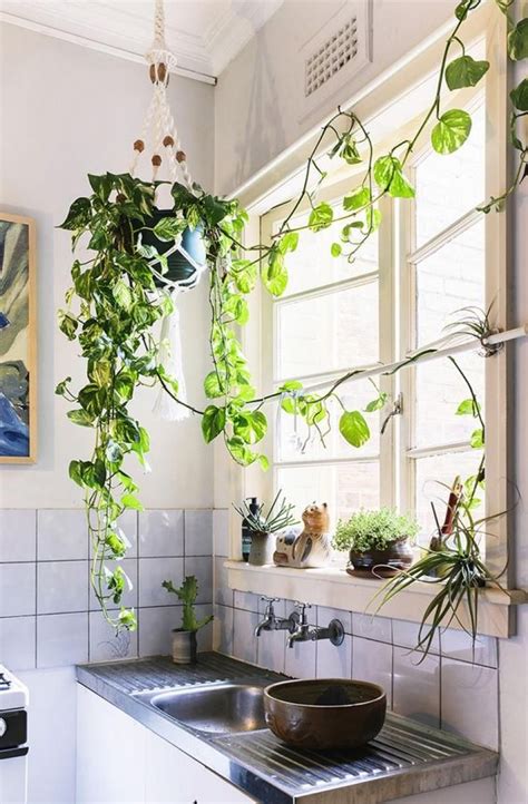 Draping Plants 5 Trailing Indoor Plants To Hang Inside How Can This