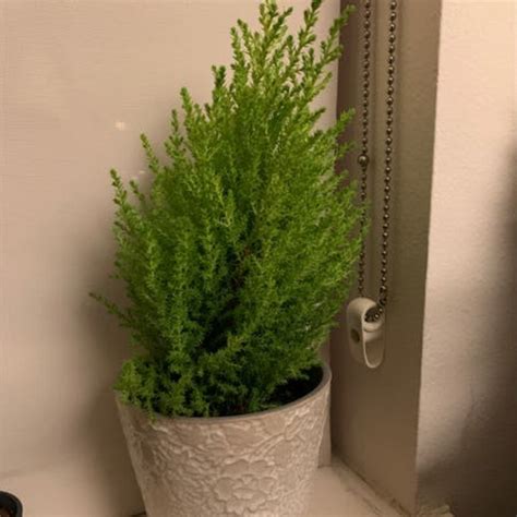 Buy Oriental Arbor Vitae Plant Online Best Price India