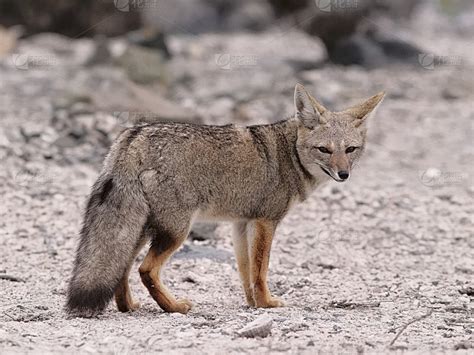 一只南美灰狐行走在智利北部的阿塔卡马地区