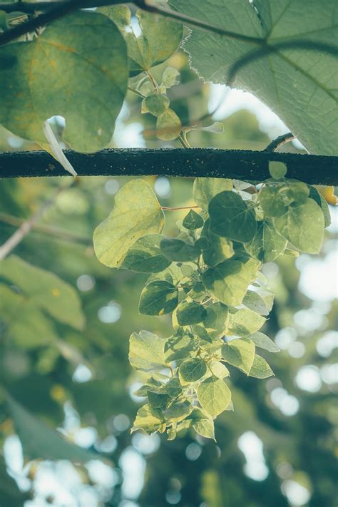 Leaf Cluster Nature Free Photo On Pixabay