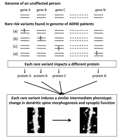 A Same Intermediate Phenotype Can Be Generated By Variants Identified Download Scientific