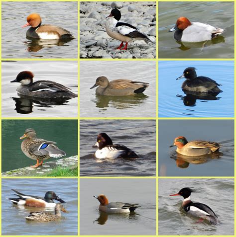 Duck Species Chart