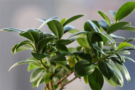 How To Care For Ficus Trees Indoors And Outdoors A Complete Guide With
