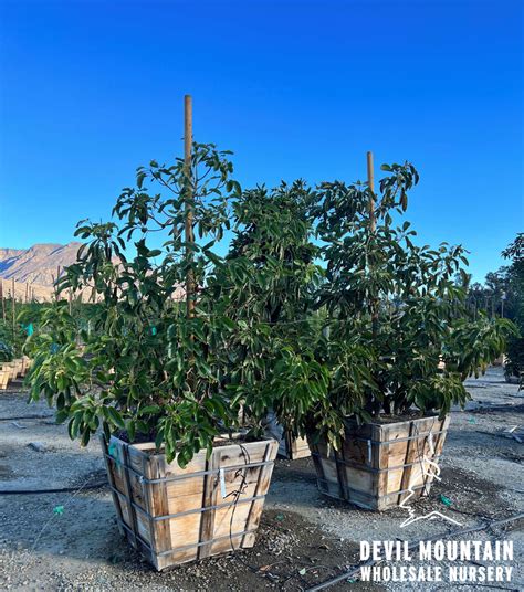 Avocado Hass Type A Devil Mountain Wholesale Nursery