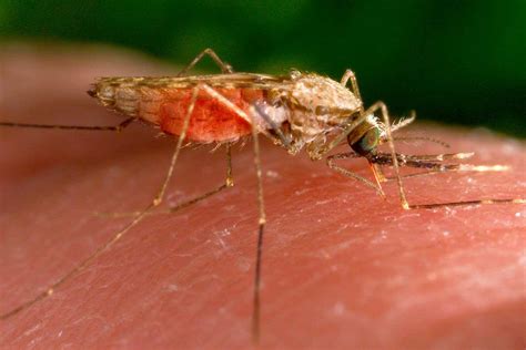 Malaria Mosquitoes Are Being Genetically Modified So They Cant Spread The Disease New Scientist
