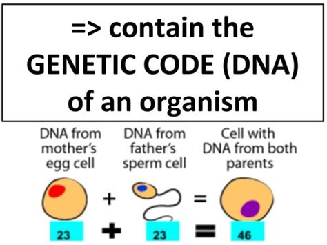 Genetics Flashcards Quizlet