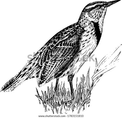 Icteridae Over 38 Royalty Free Licensable Stock Illustrations