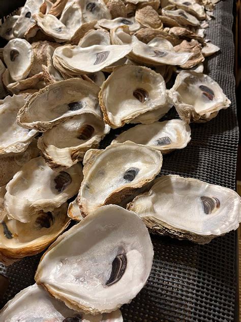 Buy Cup Oyster Shells Large Cupped Oyster Shells Online Oyster Shell