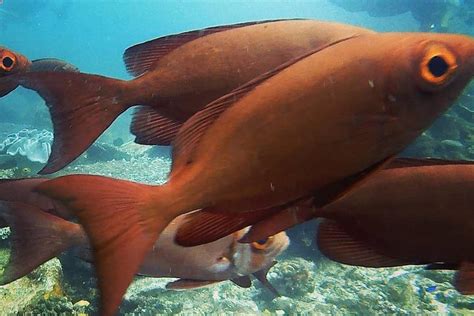 Beginners Try Dive Experience Harga Promo Terbaru 2023