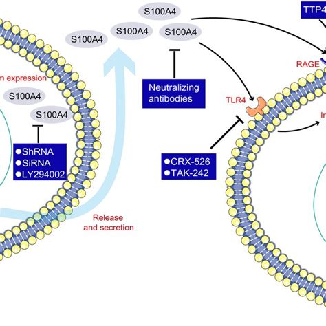 Functions Of Extracellular S100a4 Protein S100a4 Can Be Released Into