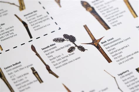 Tree Bud Identification Guide Sheet Feral Foraging