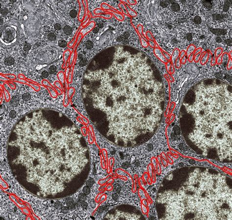 Liver Cells Tem Stock Image P5300157 Science Photo Library