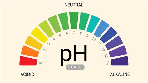 What Does Ph Balance Do For Your Body at Mary Brandt blog
