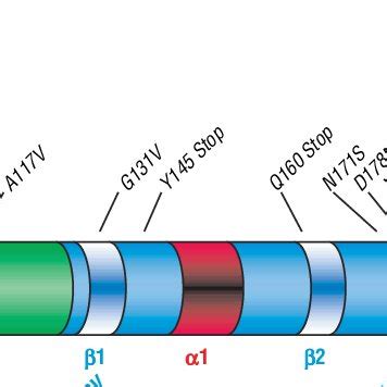 The Coding Region Of The Human Prnp Gene Mutations That Segregate With