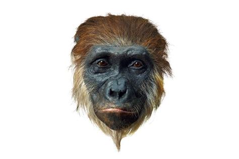 Sahelanthropus Tchadensis The Oldest Human Ancestor