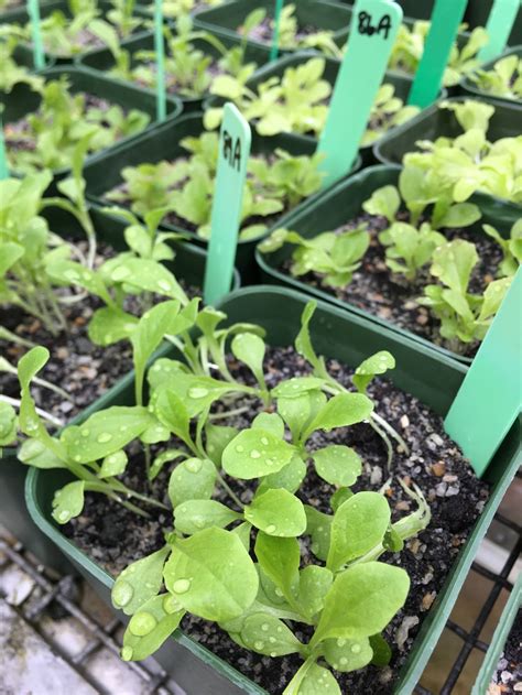 Oscar Yip Our People Department Of Botany University Of Otago