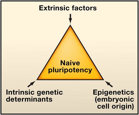 Pluripotency And Cellular Reprogramming Facts Hypotheses Unresolved