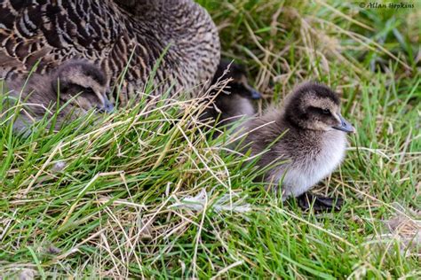 Common Eider Audubon Field Guide