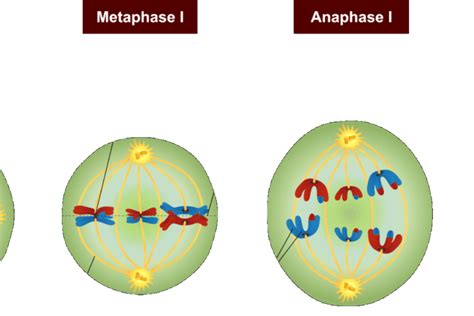 Kenali Apa Itu Mitosis Dan Bagaimana Proses Pembelahannya Mari