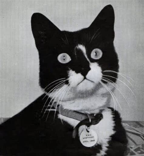 The Legend Of Unsinkable Sam The Cat That Survived 3 Shipwrecks