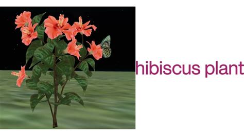 Shrubs Ka Example At Jenenge Blog