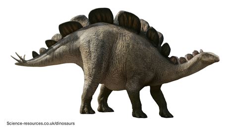 Science Uk Dinosaurs Wuerhosaurus