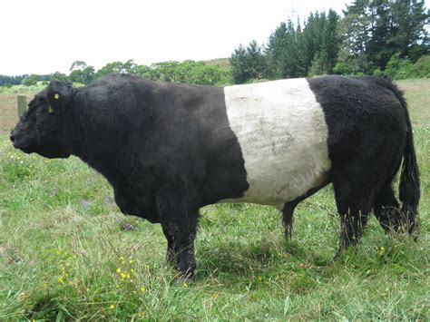 Belted Galloway Nz Galloway