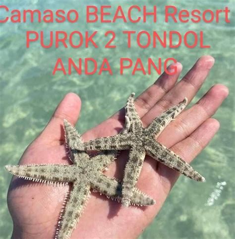El Camaso Resort Tondolandapangasinan Anda