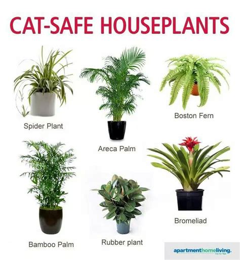 Safe For Your Cats Cat Safe House Plants Safe House Plants Plants