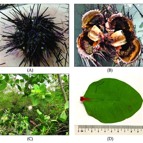 Morphology Of The Marine Resources A External Structure Of D