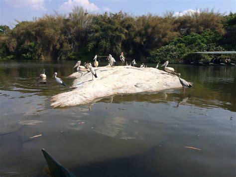 Ranganathittu Bird Sanctuary Triptomysore