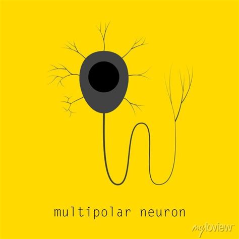 Structure Of A Motor Neuron Vector Illustration Posters For The Wall Structure Of A Motor Neuron Vector Illustration Posters For The Wall