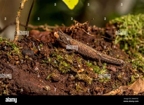 Marojejy Earth Chameleon Brookesia Betschi Marojejy National Park