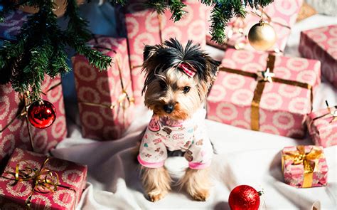 性感野性妹子叶佳颐美乳美腿写真套图 推图网