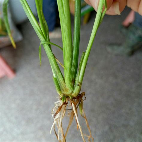 稗草苗图片秧苗和草如何分别图片稗草图片大山谷图库