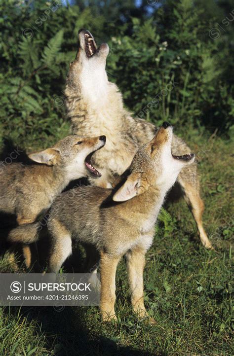 Coyote Pups Howling