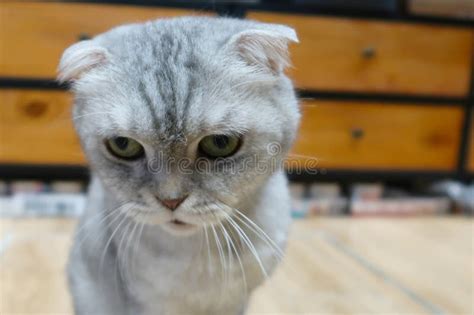 Angry Offended Gray Cat With Yellow Eyes Looking At Camera Portrait Of