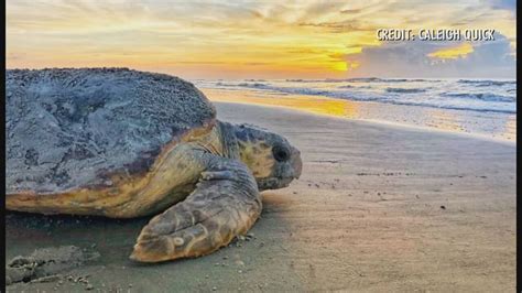 Georgia Loggerhead Sea Turtle Nesting Season Officially Underway Three Islands Report First