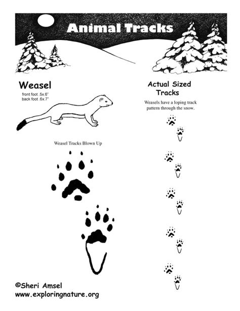 Weasel Long Tailed Tracks Exploring Nature