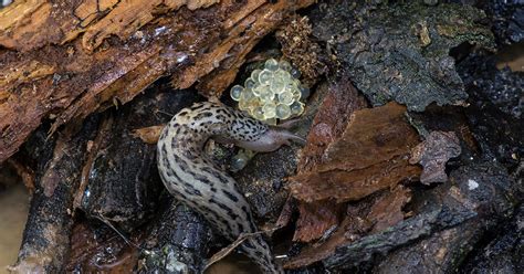 How To Identify Snail And Slug Eggs The Garden Magazine